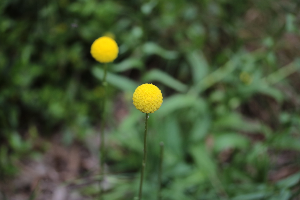 Common Billy buttons from Melbourne VIC, Australia on October 30, 2022 ...