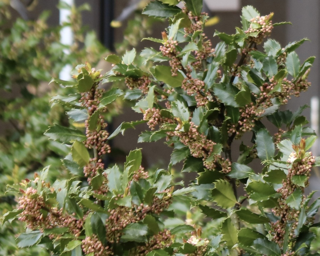 Blue Holly from Newfoundland, St. John's, NL, CA on June 10, 2022 at 11 ...