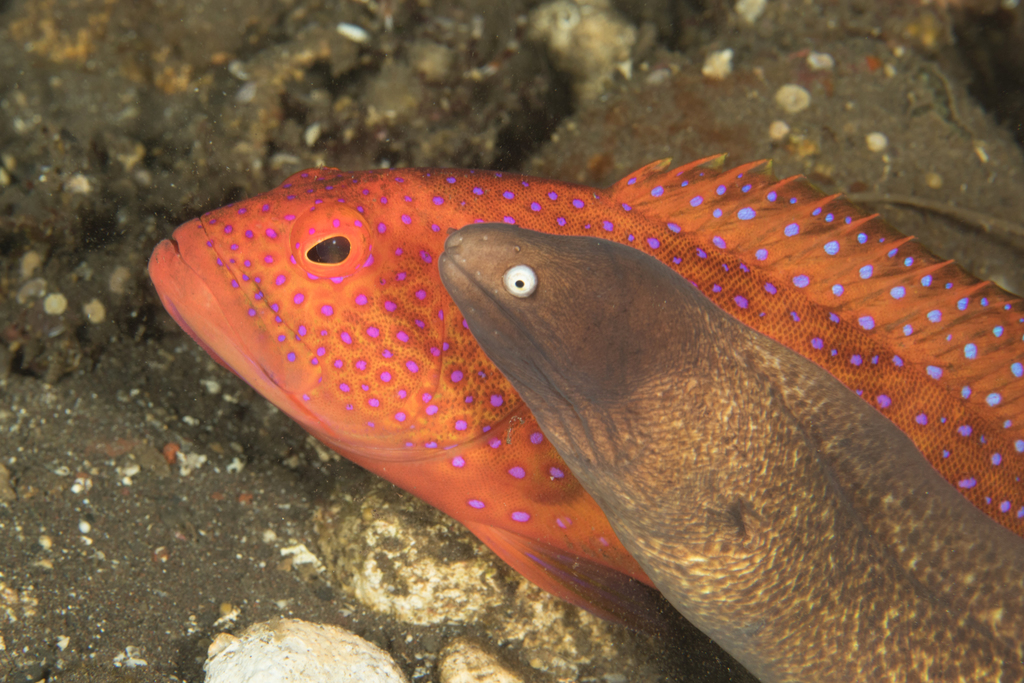 Groupers (Epinephelidae) - Marine Life Identification