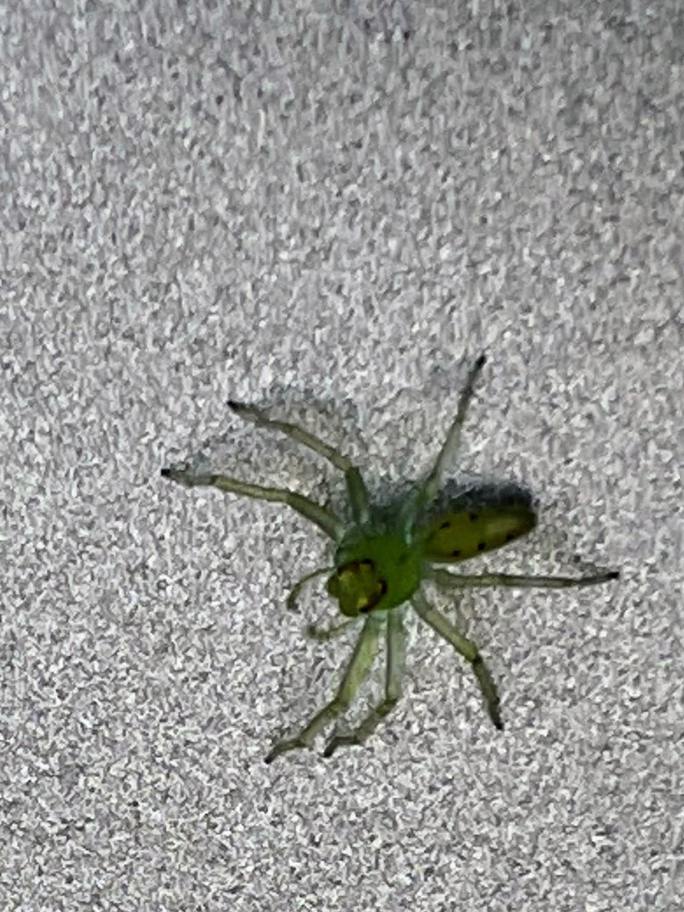 Magnolia Green Jumping Spider from Greenbelt, MD, USA on November 1 ...