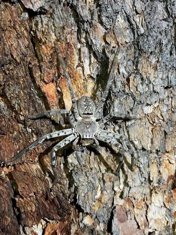 Queensland Spotted Huntsman Spider from Mount Surprise QLD 4871 ...
