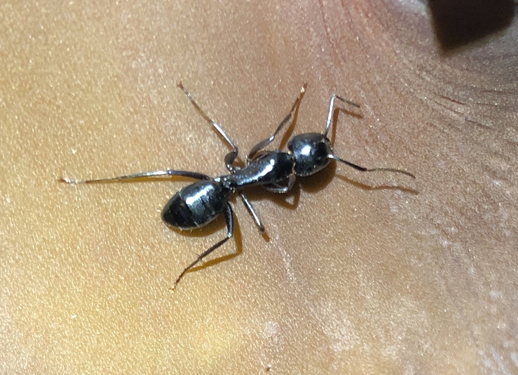 Hairless Smooth Carpenter Ant from Sespe Wilderness, Maricopa, CA, US ...