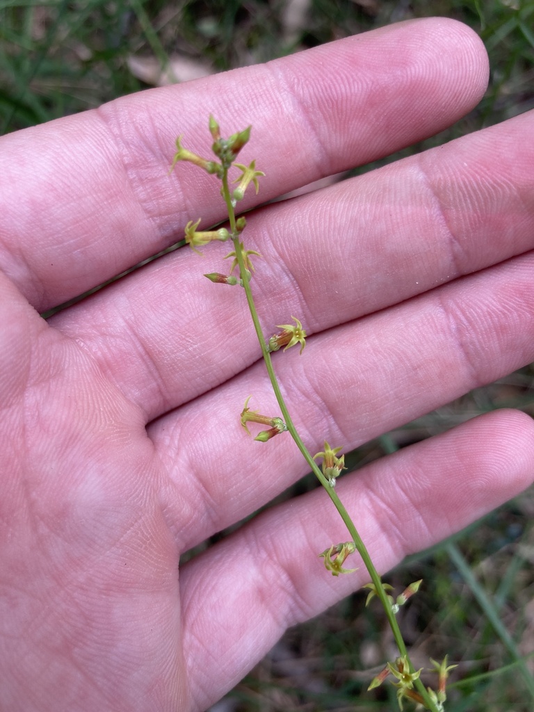 Stackhousia from Wallacia, NSW, AU on November 3, 2022 at 11:42 AM by ...