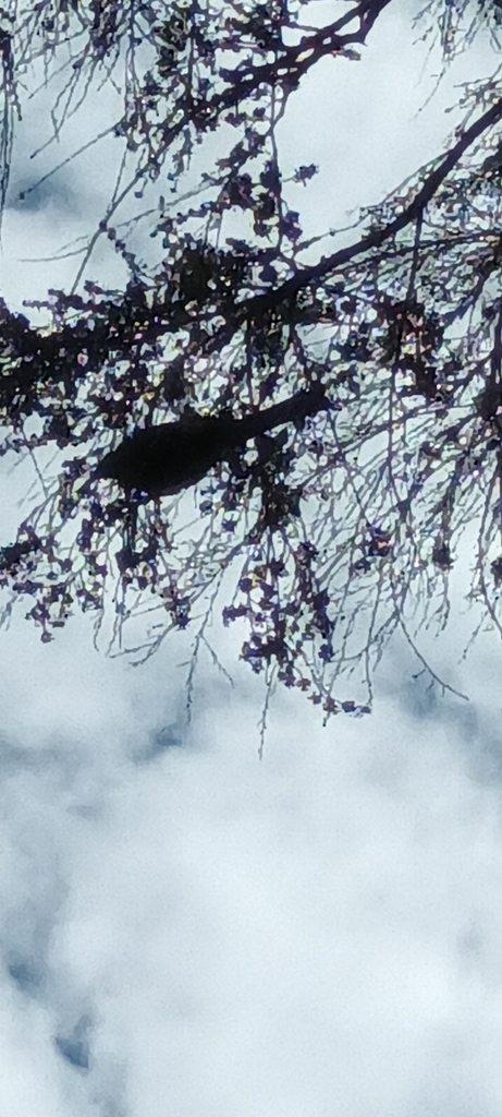 New Zealand Bellbird from Hatepe, New Zealand on November 2, 2022 at 03 ...