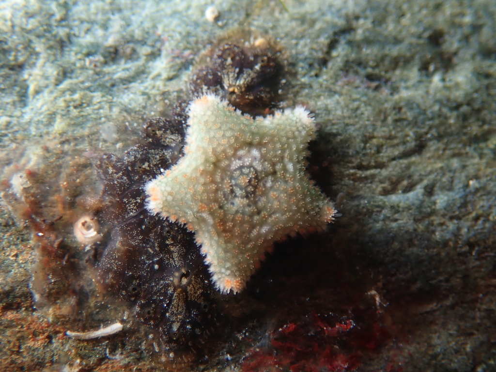 Asterina phylactica (North Atlantic Echinoderms) · iNaturalist