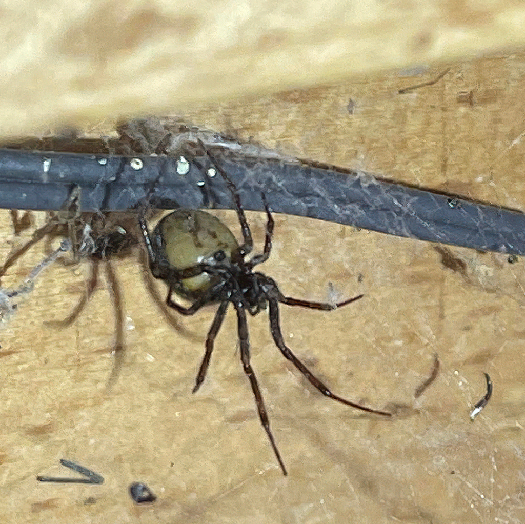 Cobweb Spiders from Meeker, CO 81641, USA on November 02, 2022 at 05:58 ...