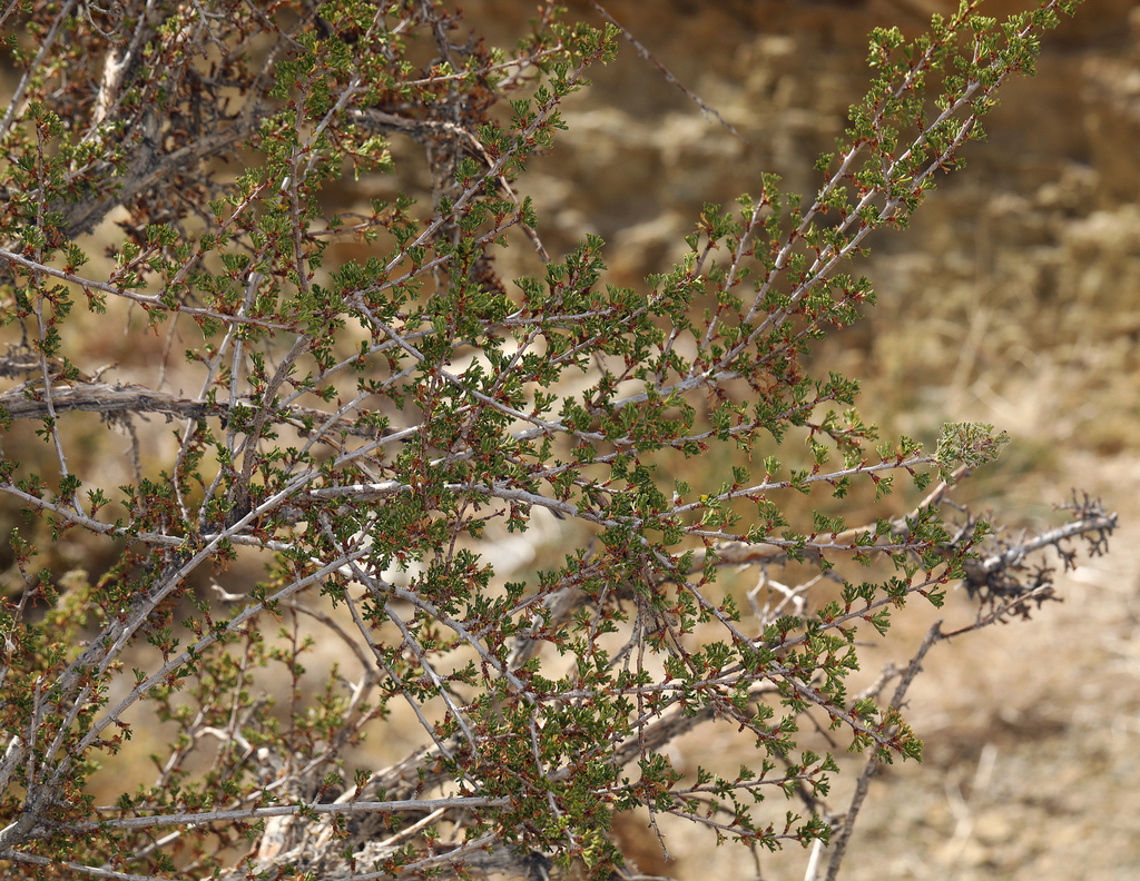 desert bitterbrush from Inyo County, CA, USA on October 31, 2022 at 11: ...