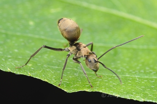 Polyrhachis proxima · iNaturalist Ecuador