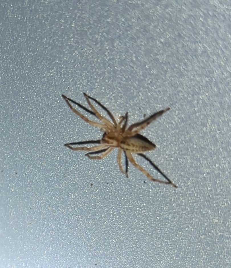 garden ghost spider in November 2022 by Megan Kossa · iNaturalist