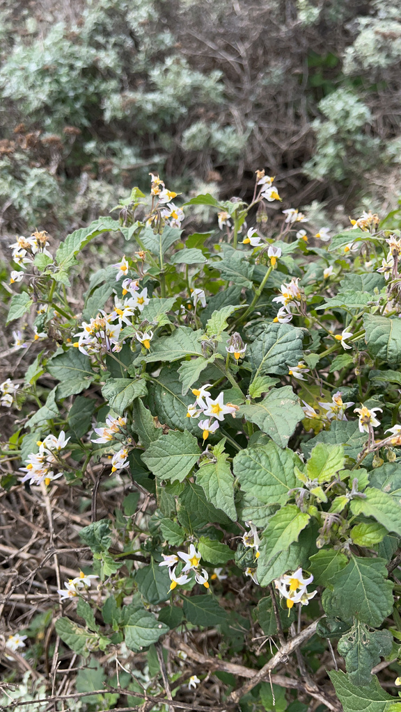 greenspot nightshade from Cabrillo Hwy, San Simeon, CA, US on October ...