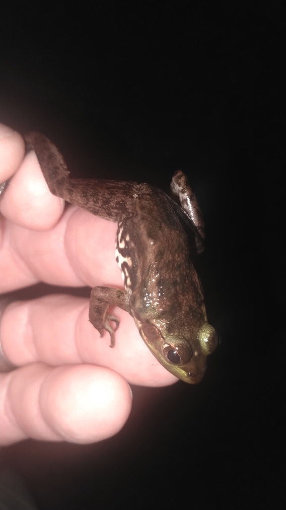 Pig Frog from Gulf Shores, AL 36542, USA on November 02, 2022 at 06:20 ...