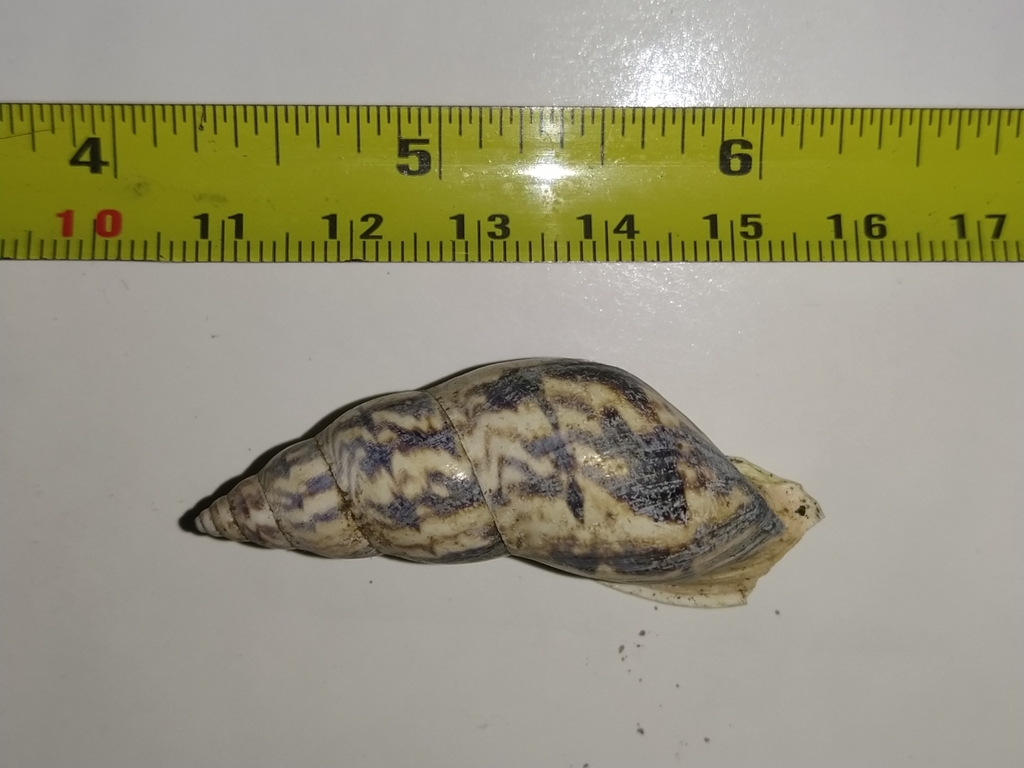 Drymaeus megas from Kilometro 5 ,Via principal Tecnoparque Yamboro, Dg ...