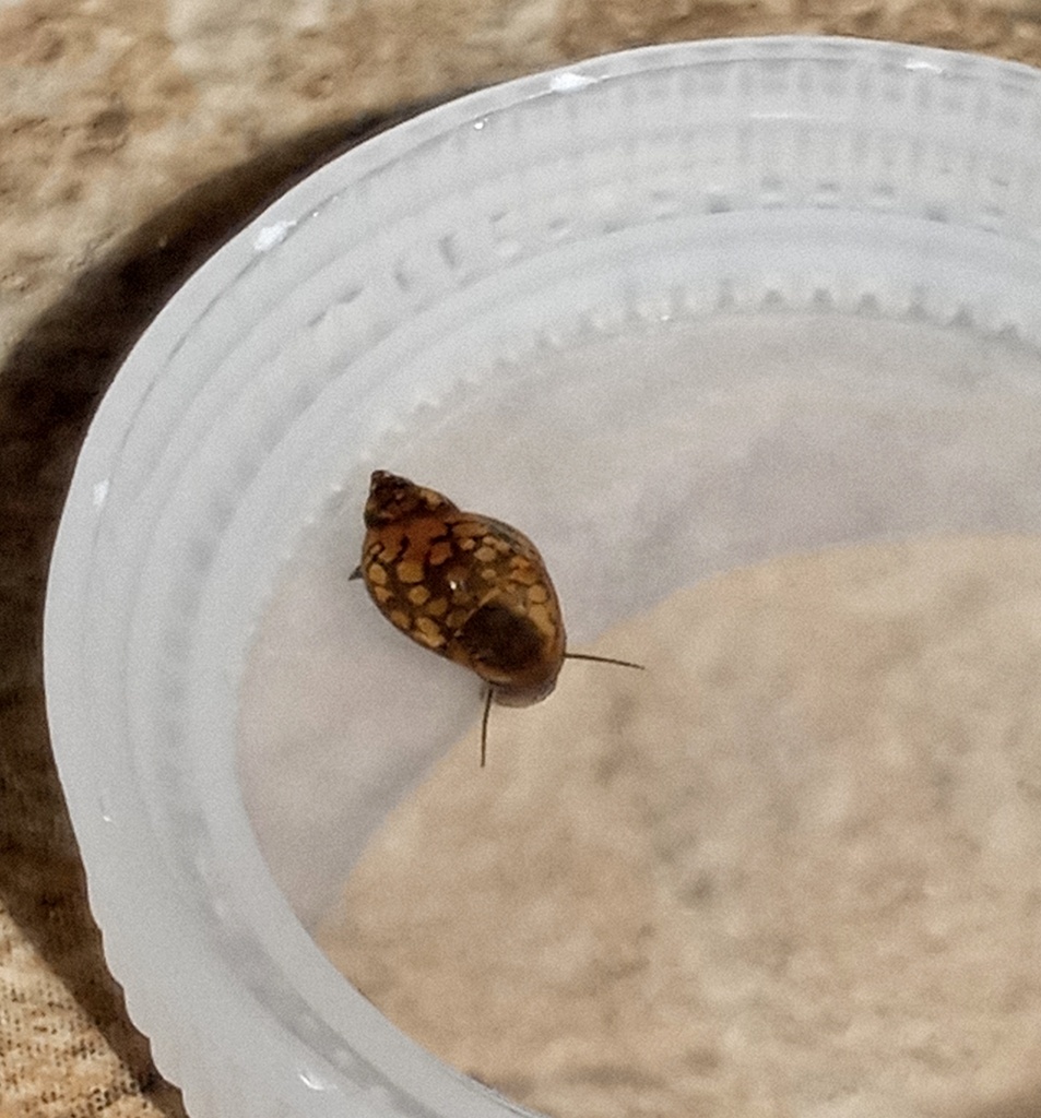 Acute Bladder Snail from Wesley Chapel, Fl on November 2, 2022 at 09:53 ...