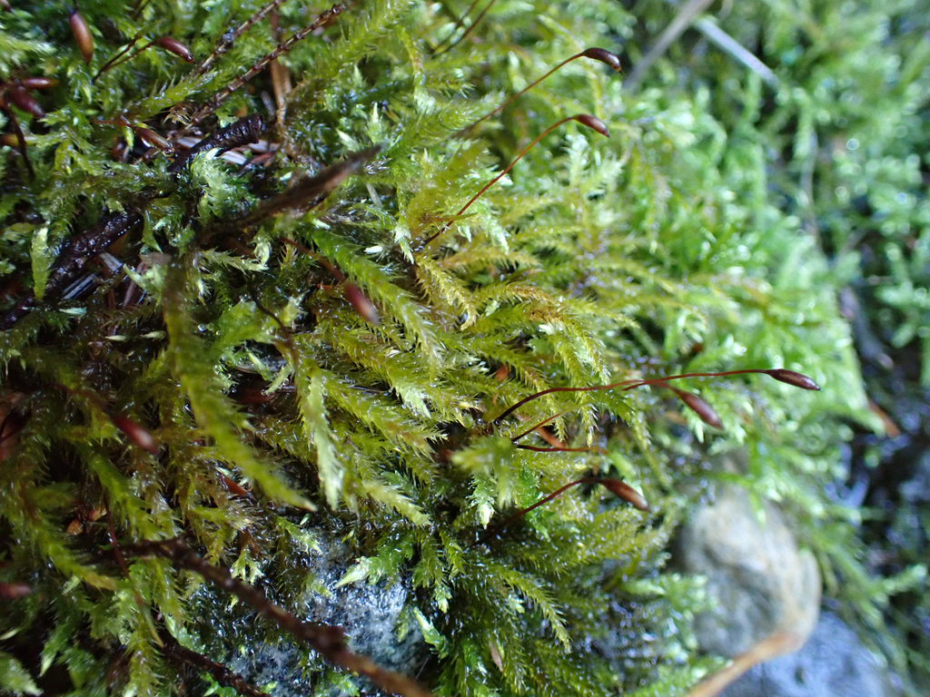 cold brachythecium moss from Greater Vancouver, British Columbia ...