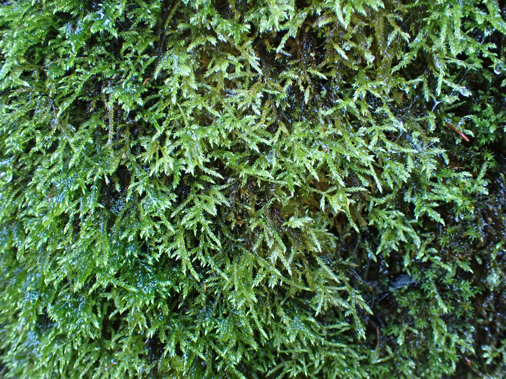 cold brachythecium moss from Greater Vancouver, British Columbia ...