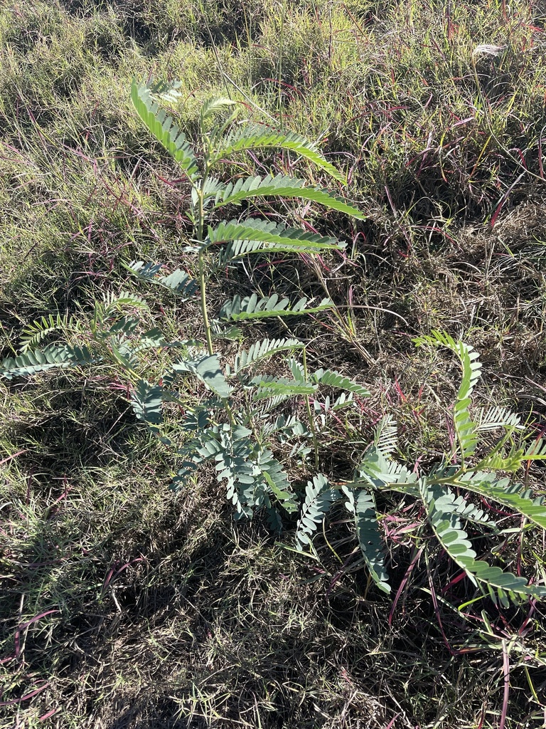 Rattlebush from Houston, TX, US on October 19, 2022 at 03:16 PM by ...