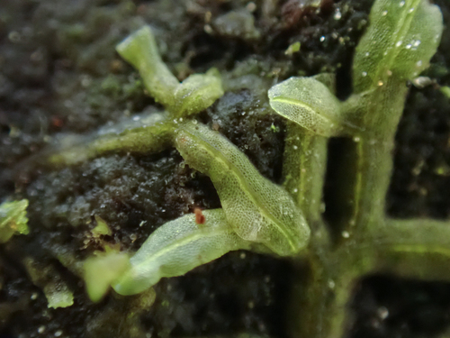 Metzgeria temperata · iNaturalist Mexico