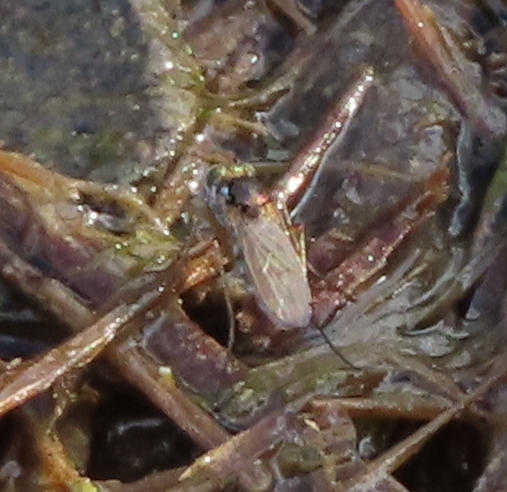 Long-legged Flies from Williamson County, TX, USA on November 02, 2022 ...