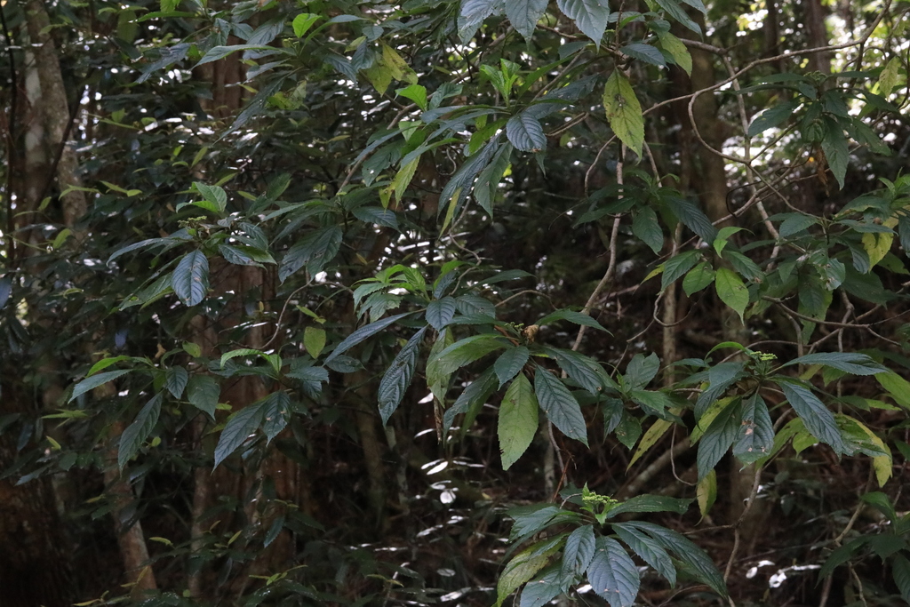 Native Hydrangea from Upper Orara NSW 2450, Australia on October 30 ...