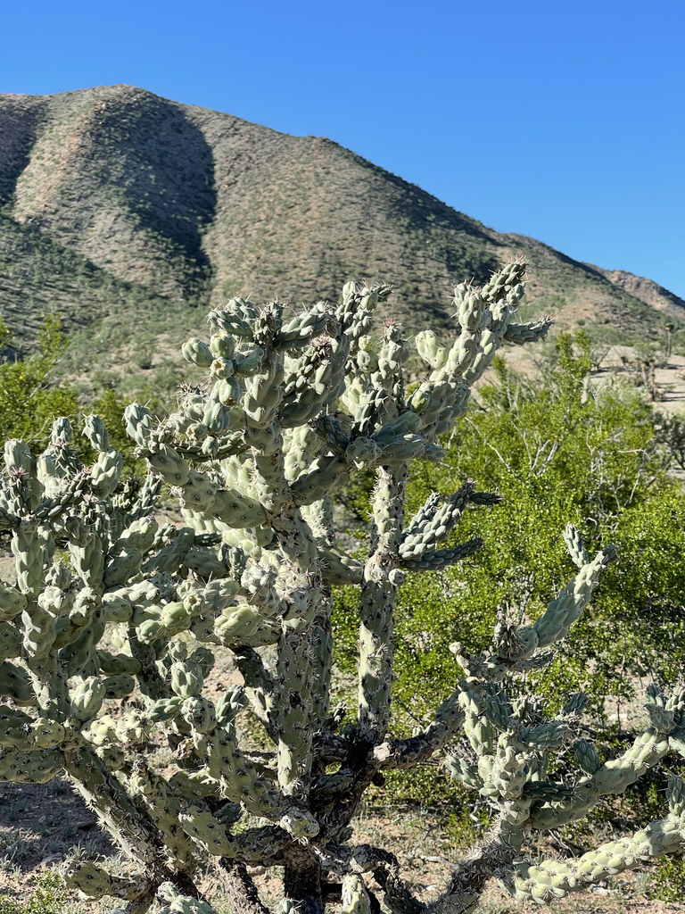 Chain-link Cholla from Ensenada, Baja California, Mexico on October 17 ...