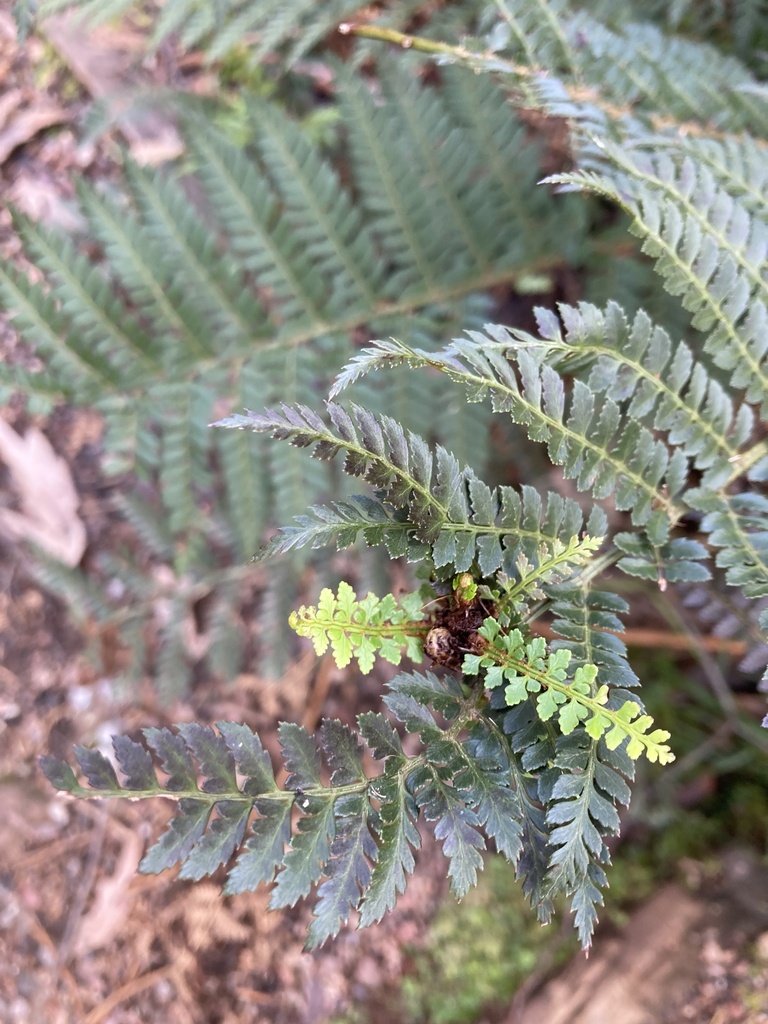 mother shield-fern from Tasmania, Mole Creek, TAS, AU on October 29 ...