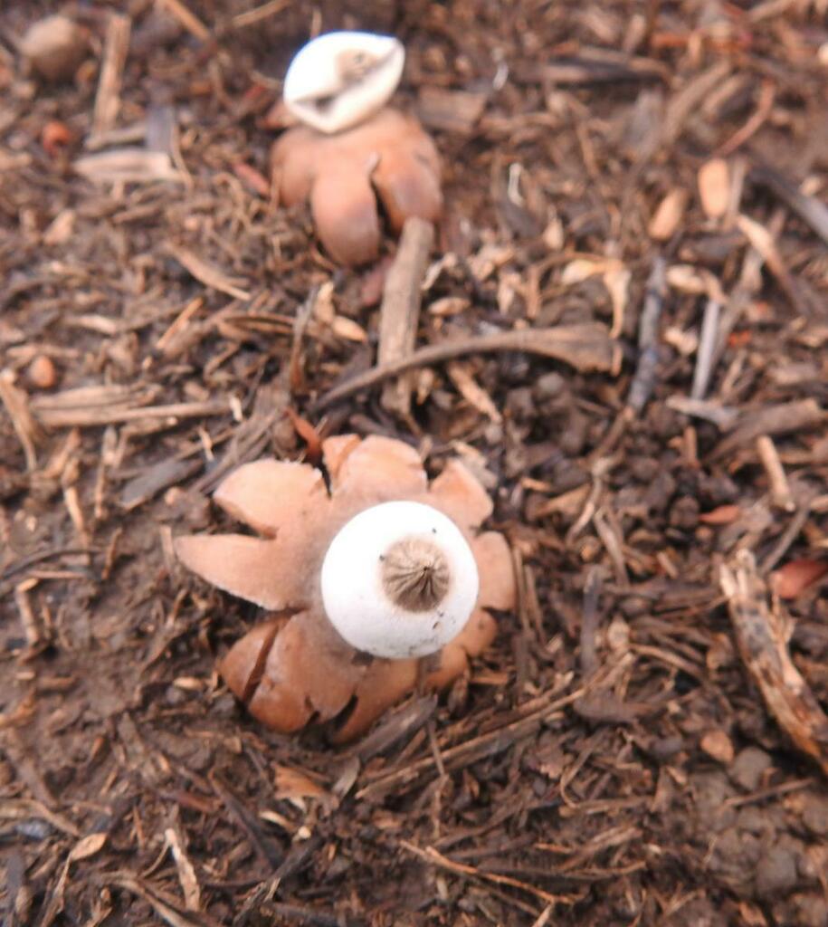 rounded earthstar from Orkney, South Africa on November 02, 2022 at 07: ...
