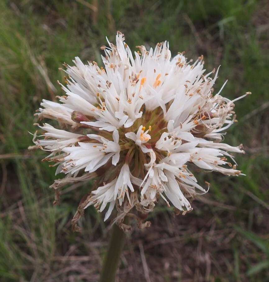 Haemanthus montanus Baker