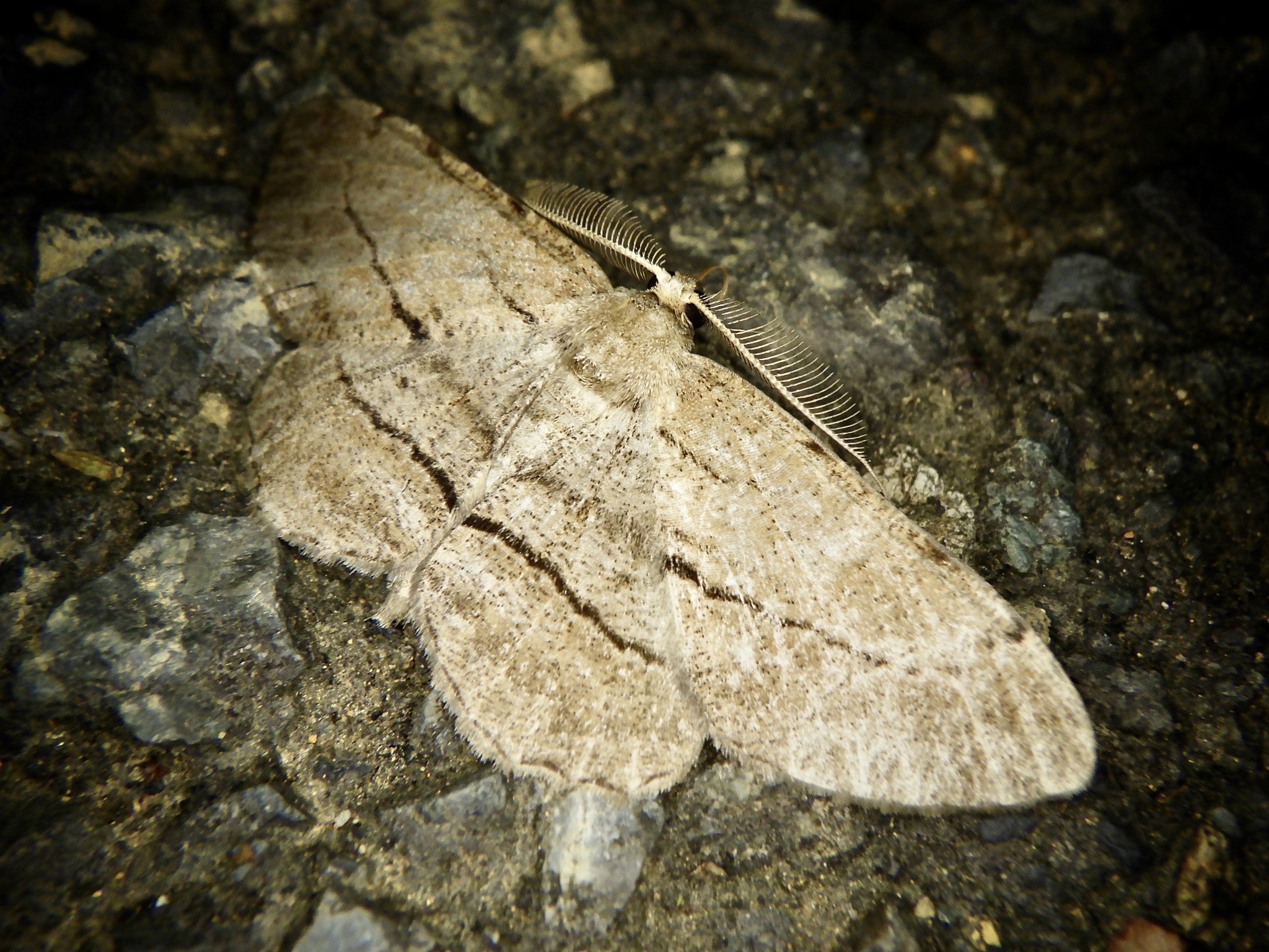 Apocleora rimosa (Butler, 1879)