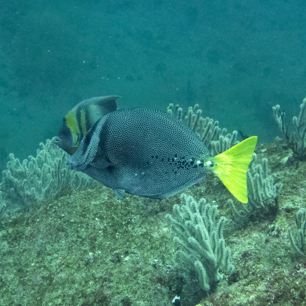 Razor Surgeonfish from Loreto, Baja California Sur, Mexico on October ...