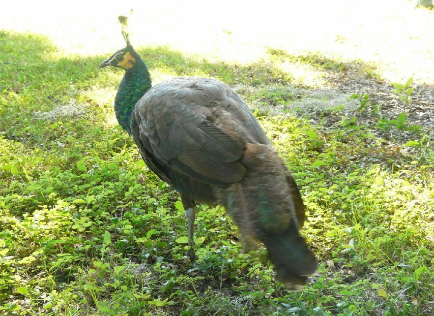 Peafowl in October 2010 by Bill Pranty. With Bruce Anderson, Bob Sicolo ...