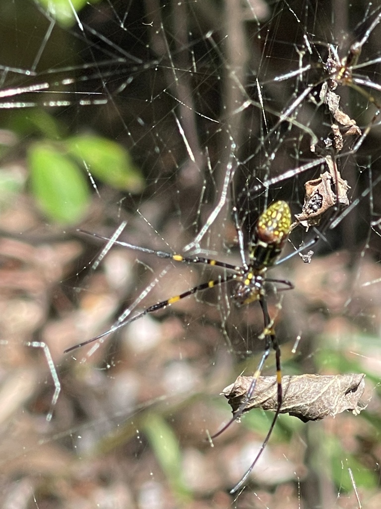 Joro Spider from 泰安鄉, TW on November 3, 2022 at 11:51 AM by ethanshih ...