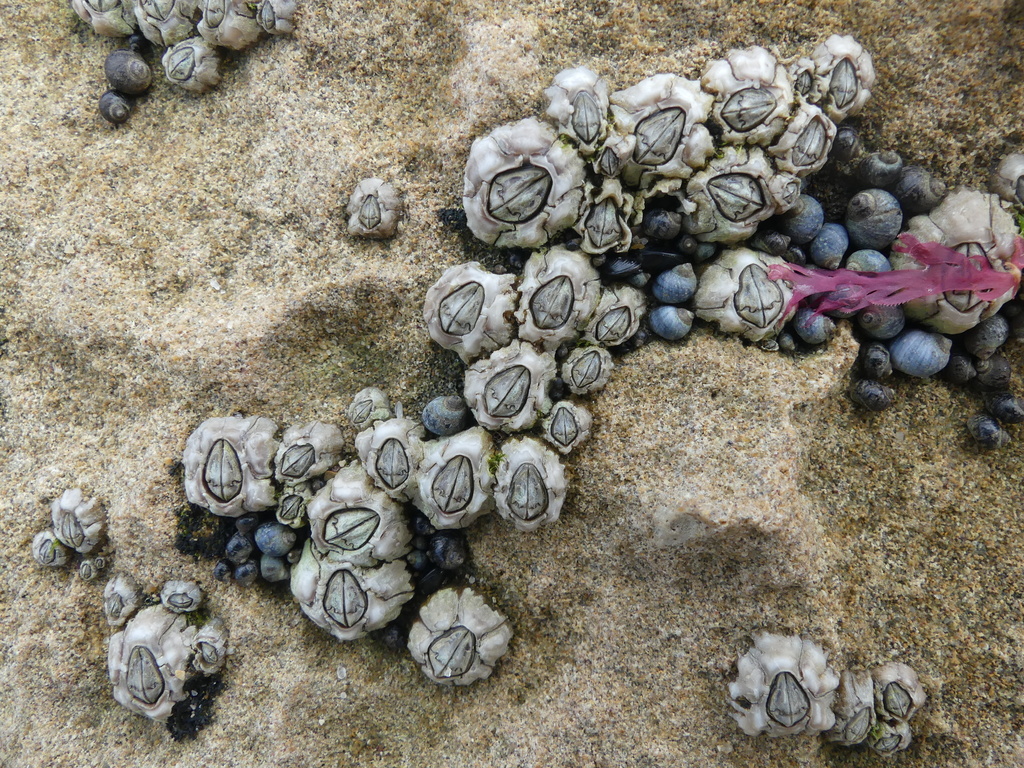 Acorn barnacle from The Bluff - Barwon Heads VIC, Australia on October ...
