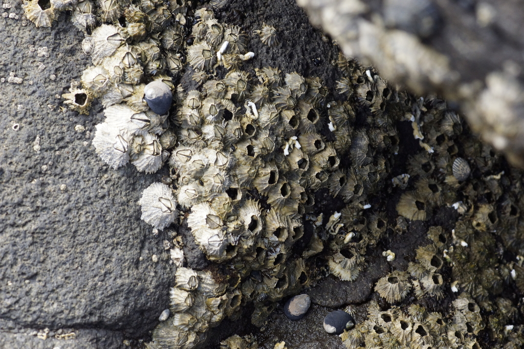 Barnacles from Connewarre VIC 3227, Australia on October 31, 2022 at 09 ...