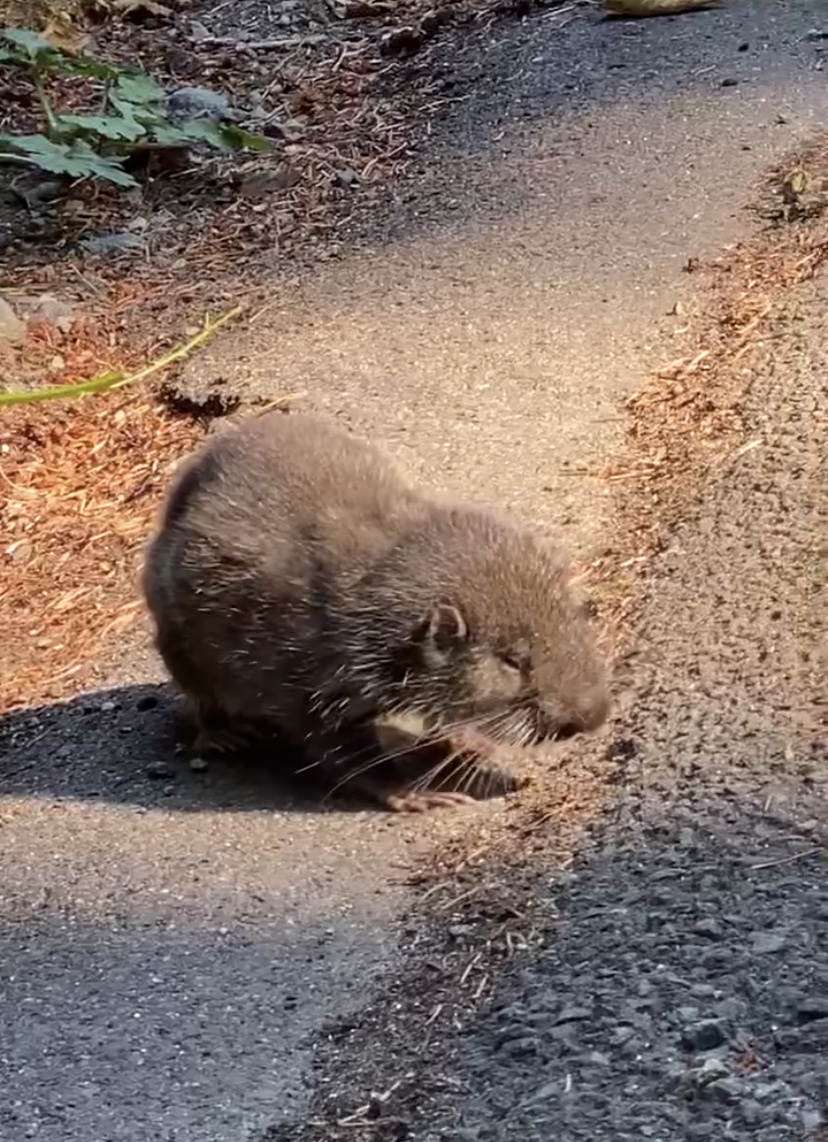 Aplodontia rufa (Rafinesque, 1817)