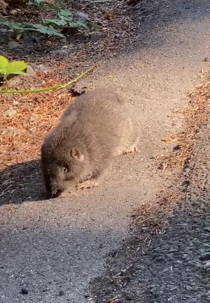 Aplodontia rufa (Rafinesque, 1817)