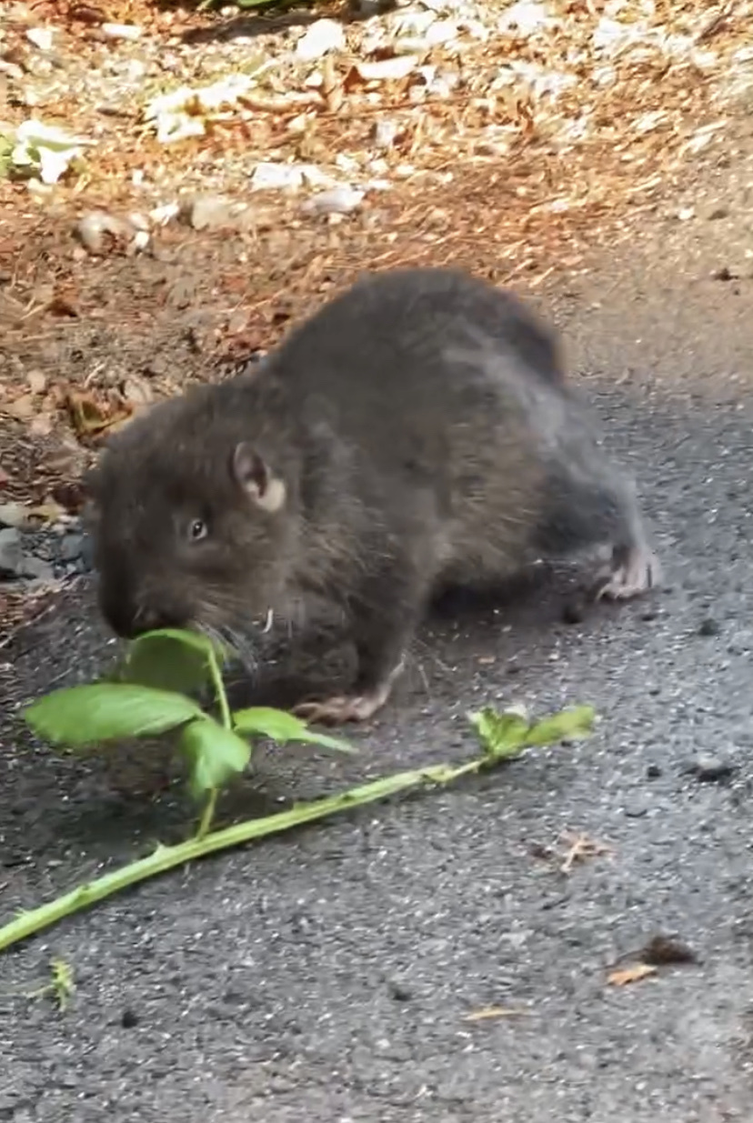 Aplodontia rufa (Rafinesque, 1817)