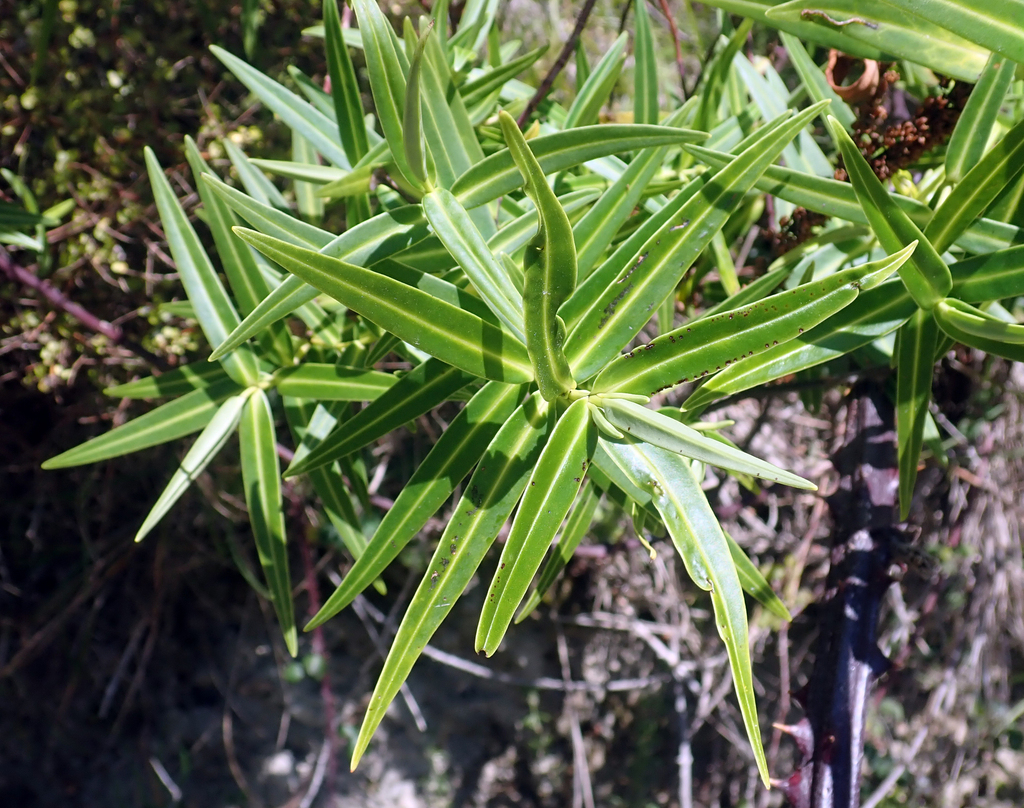 Wairoa Koromiko in November 2022 by Peter de Lange. Locally common ...