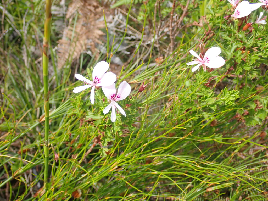 Threes Storksbill from Sleeping Beauty trail.Langeberg on October 29 ...