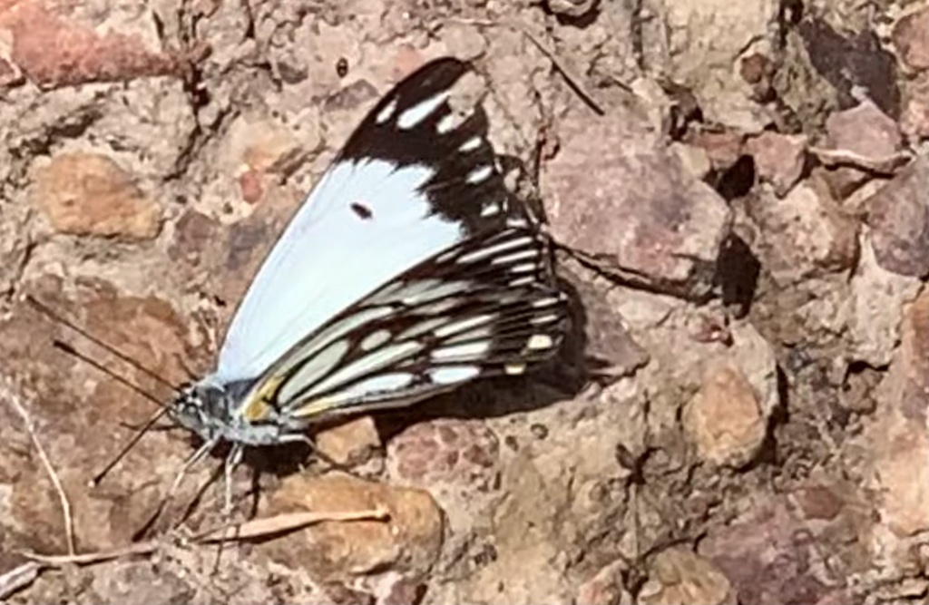 Caper White in November 2022 by Stephanie Haygarth · iNaturalist