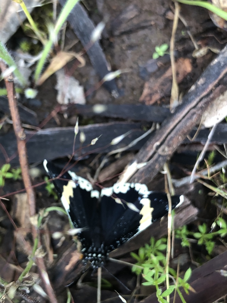 Yellow-banded Day-moth from Mount Tarrengower Rd, Maldon, VIC, AU on ...