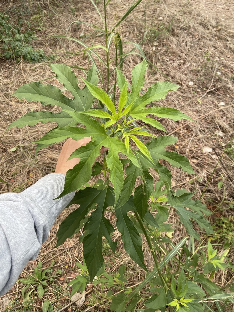 giant ragweed from River Legacy Park, Arlington, TX, US on October 29 ...