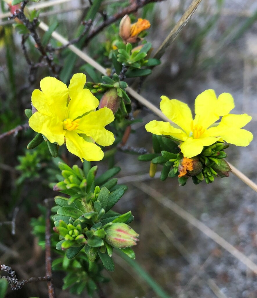 guinea-flowers from Gum Waterhole SA 5267, Australia on November 03 ...