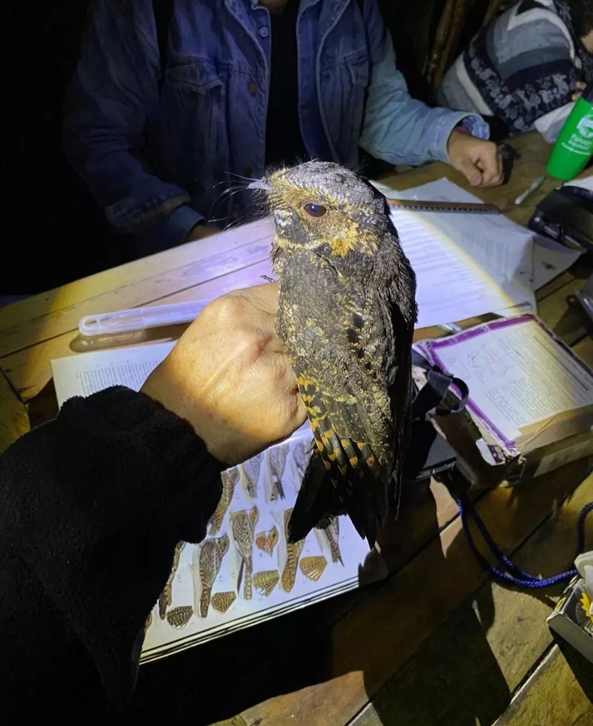 Buff-collared Nightjar from Estación Cientifica Las Joyas on November ...