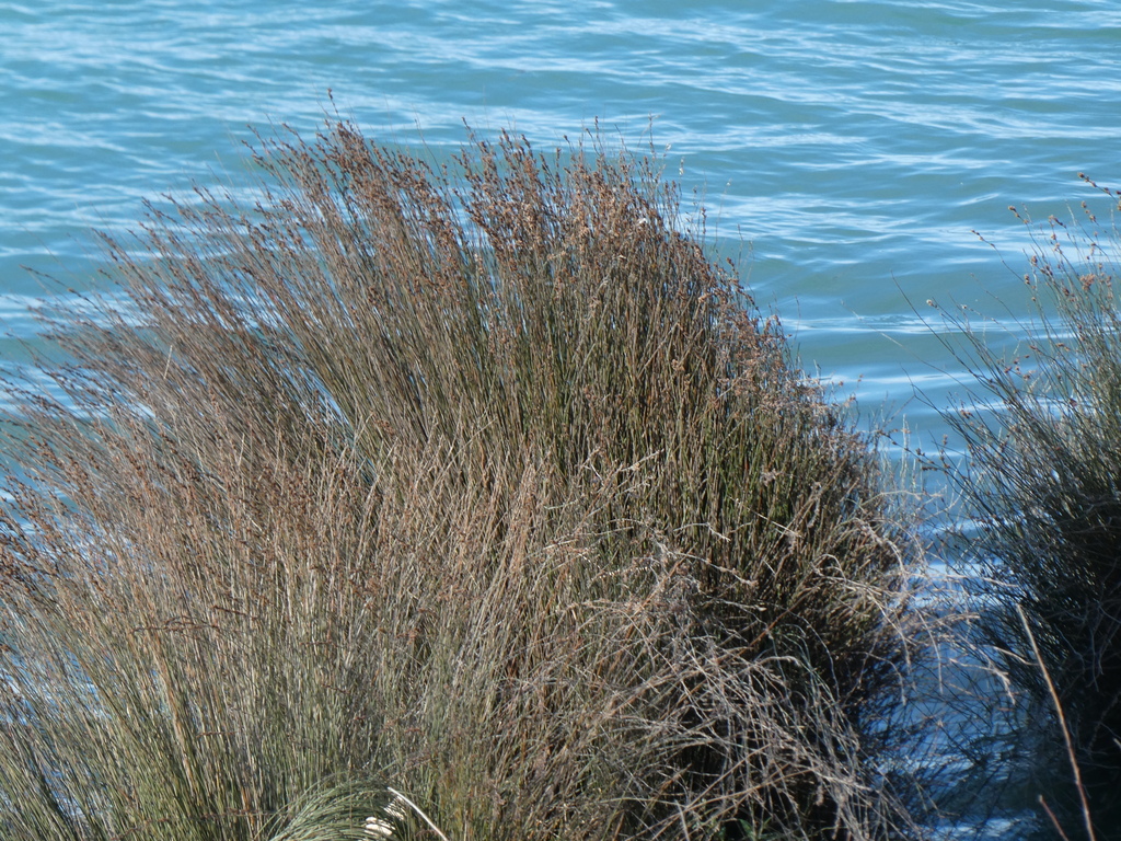Jointed rush from Southbridge, New Zealand on October 31, 2022 at 08:54 ...