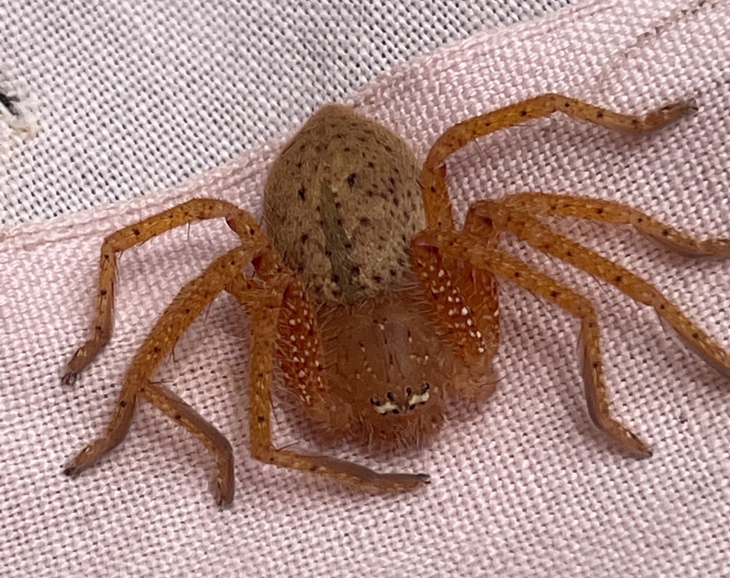 Badge Huntsman Spider from Frankston South, VIC, AU on November 03 ...