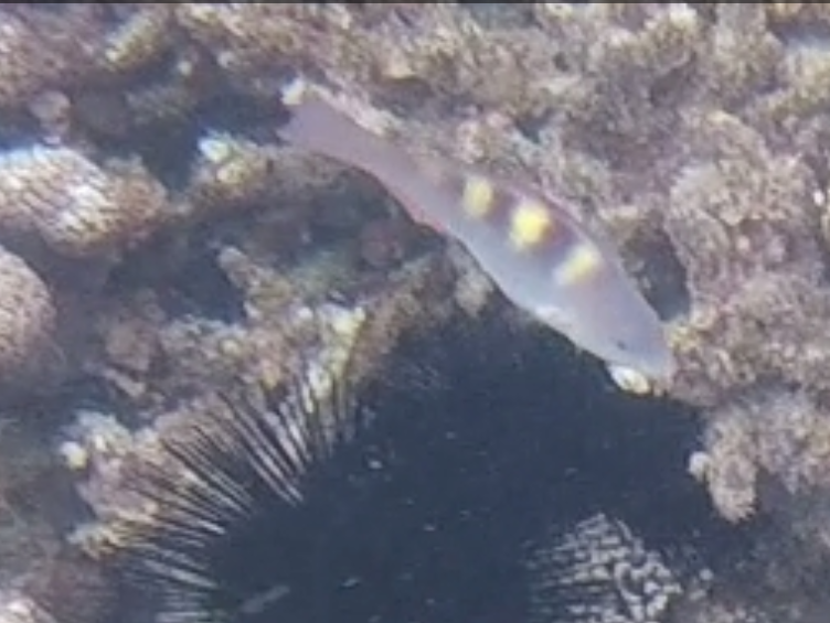 Scarus scaber Valenciennes, 1840