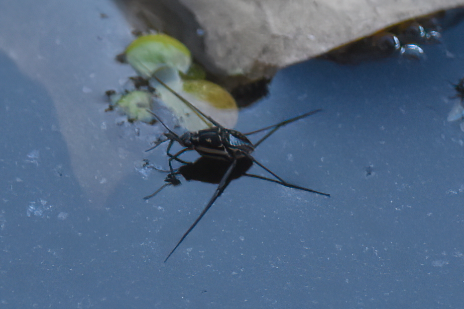 Trepobates subnitidus from Potomac, MD, USA on October 29, 2022 at 09: ...