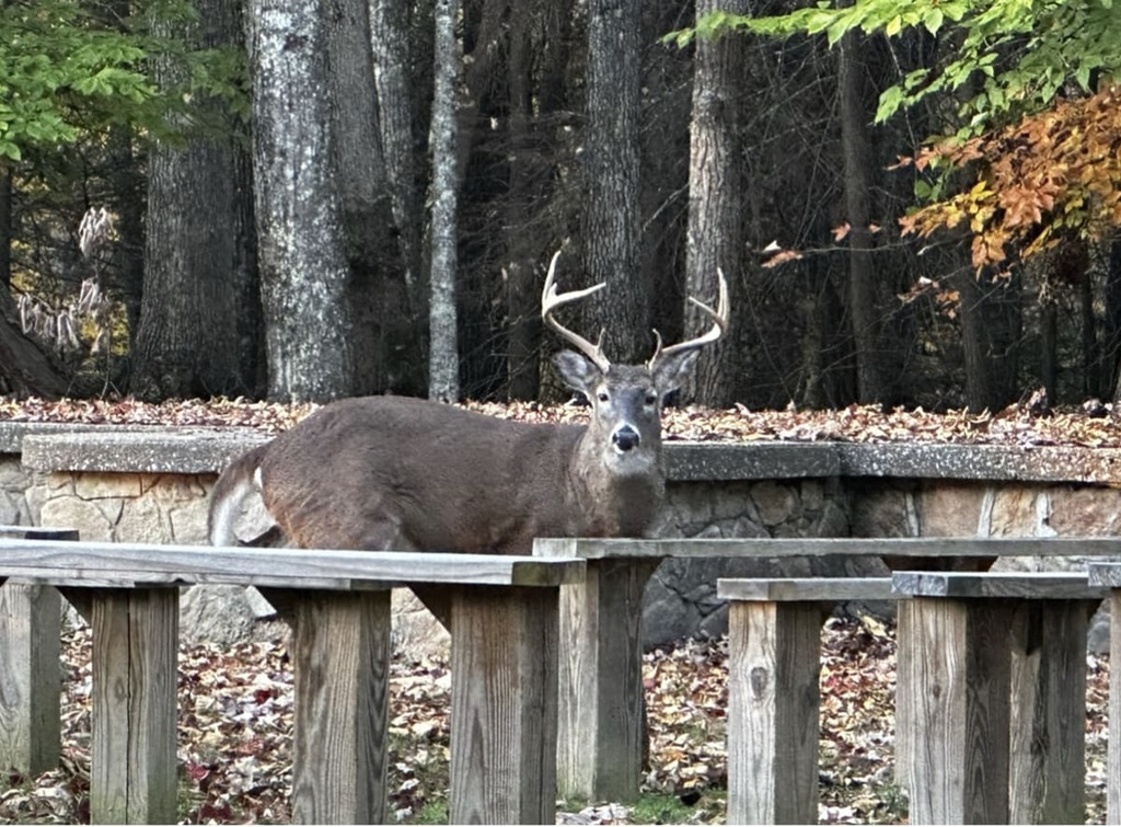 White-tailed Deer in October 2022 by randolph_nc. ecoEXPLORE Username ...