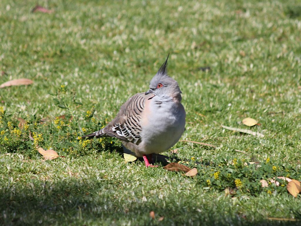 Crested Pigeon from Oaklands Wetlands, SA, Australia on October 28 ...