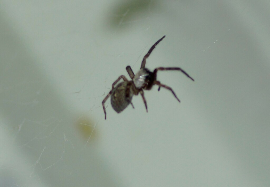 Grey House Spider from Geelong VIC, Australia on October 31, 2022 at 08 ...